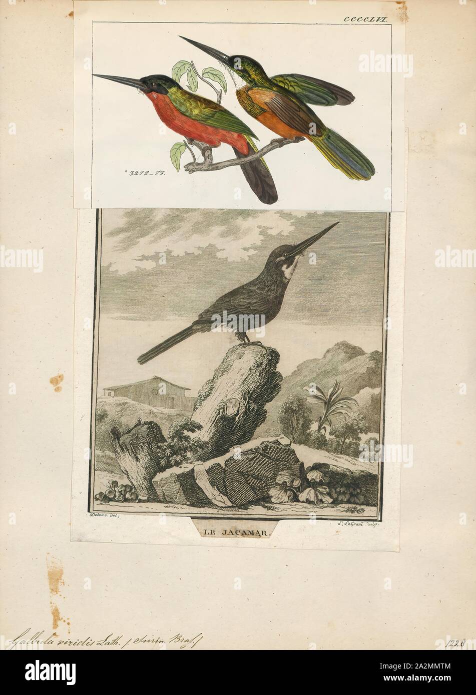 Galbula viridis, Print, Galbula is the type and largest genus of the ...