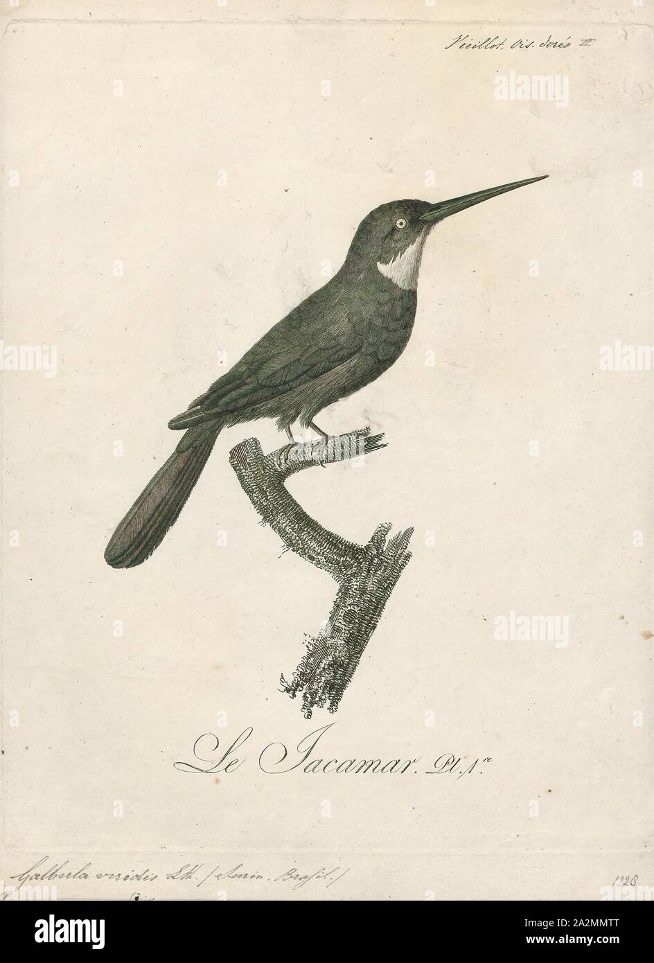 Jacamar Family High Resolution Stock Photography and Images - Alamy