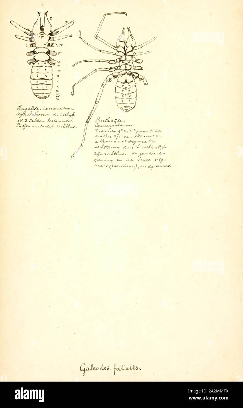 Female genital opening using hi-res stock photography and images - Alamy