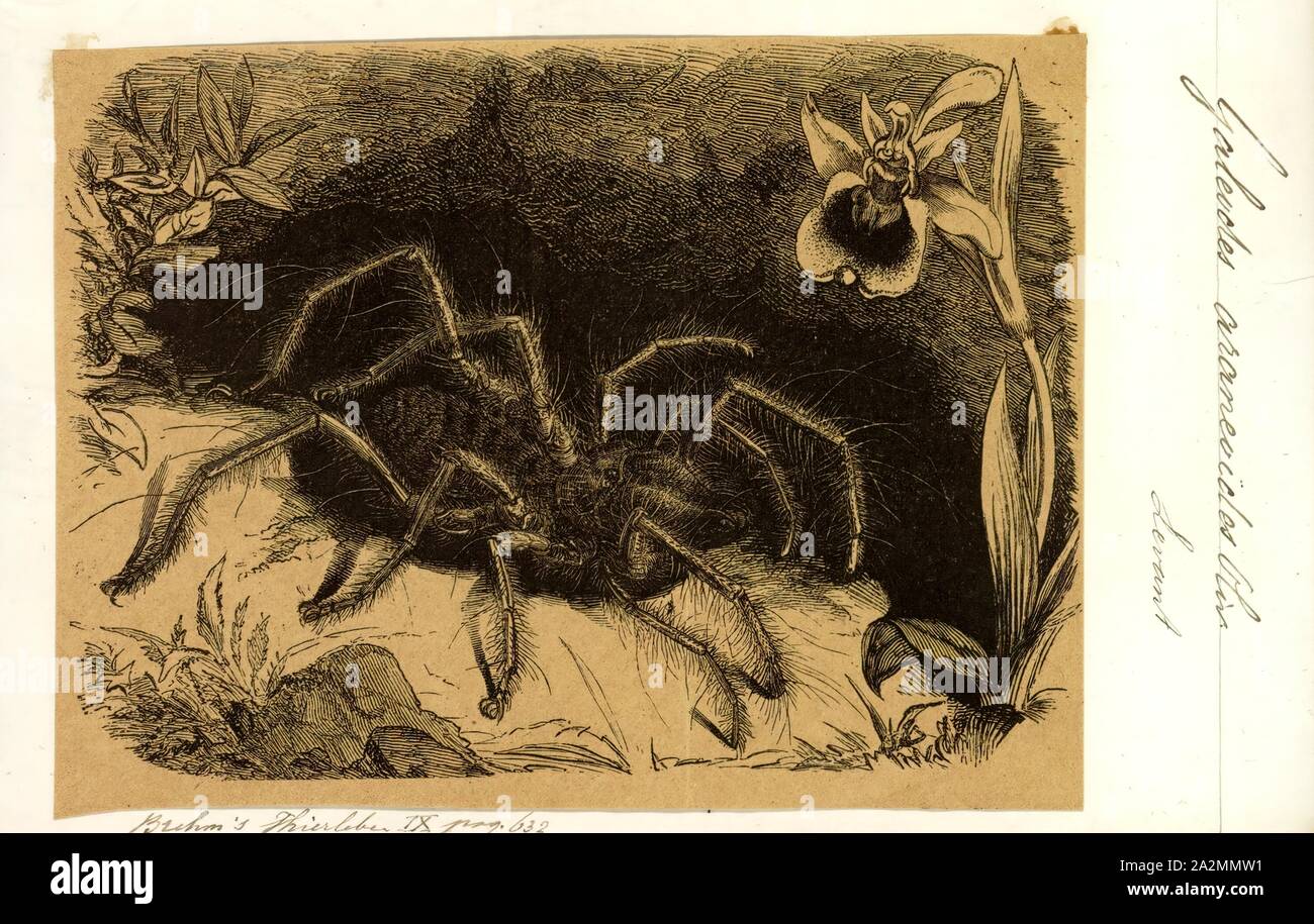 Galeodes hi-res stock photography and images - Alamy