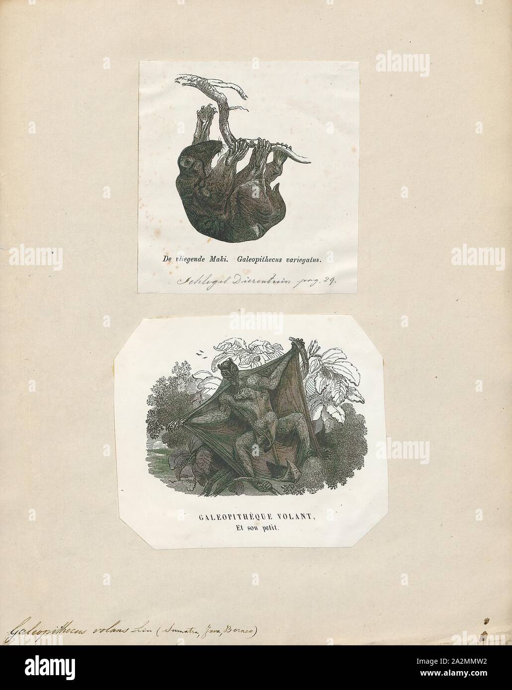 Galeopithecus volans, Print, Colugo, Colugos are arboreal gliding ...