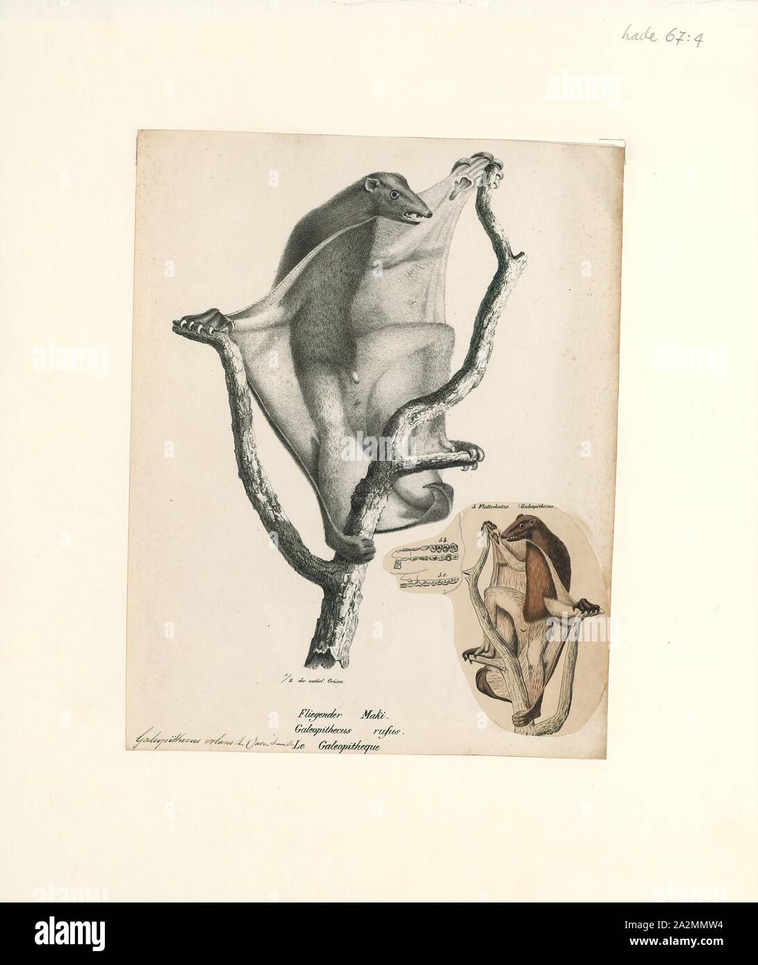 Galeopithecus volans, Print, Colugo, Colugos are arboreal gliding ...