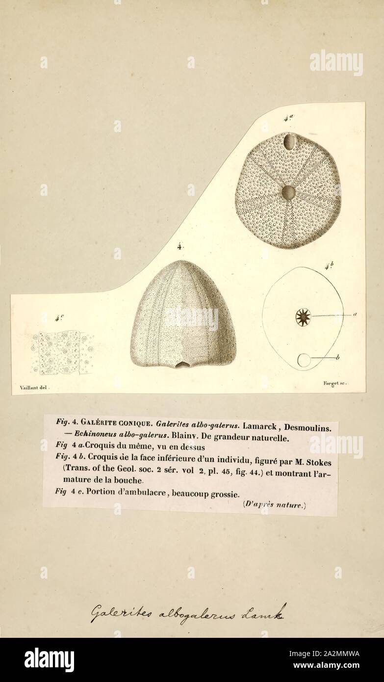 Albogalerus hi-res stock photography and images - Alamy