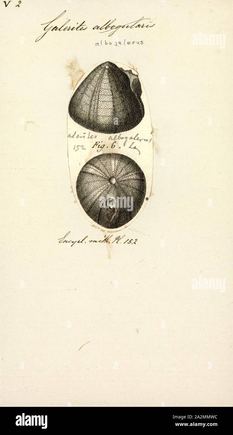 Galerites albogalerus, Print Stock Photo - Alamy