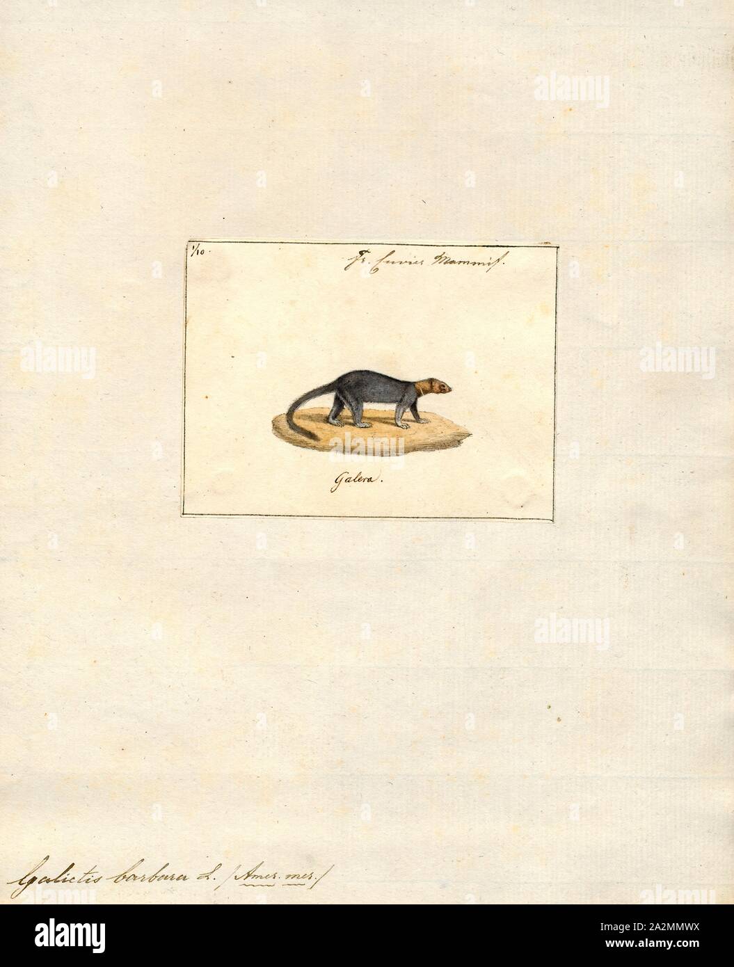 Lesser grison galictis cuja hi-res stock photography and images - Alamy