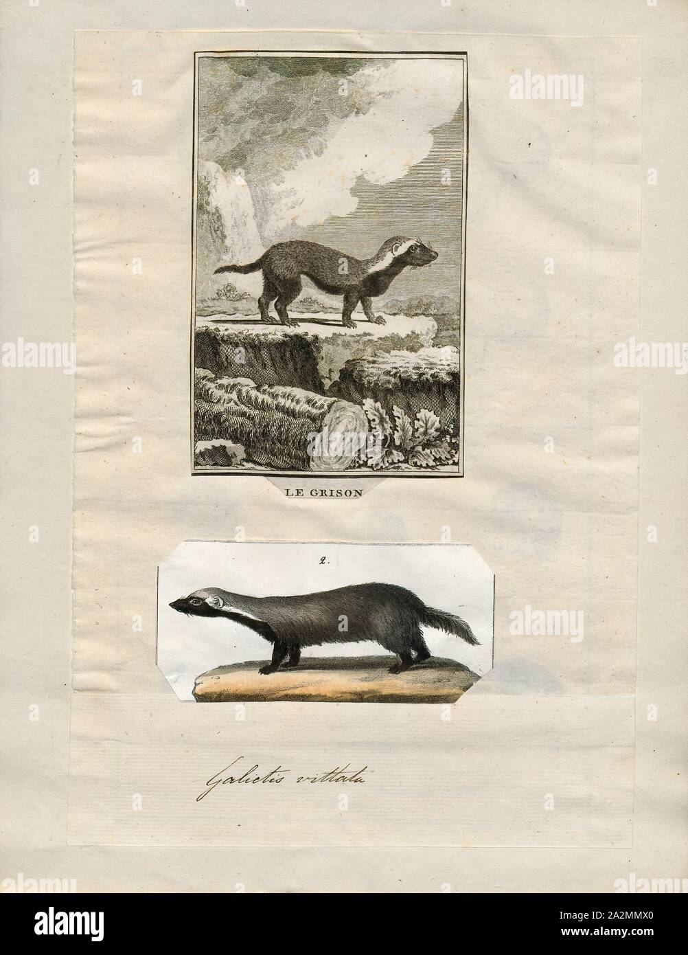 Galictis vittata, Print, The greater grison (Galictis vittata), is a ...