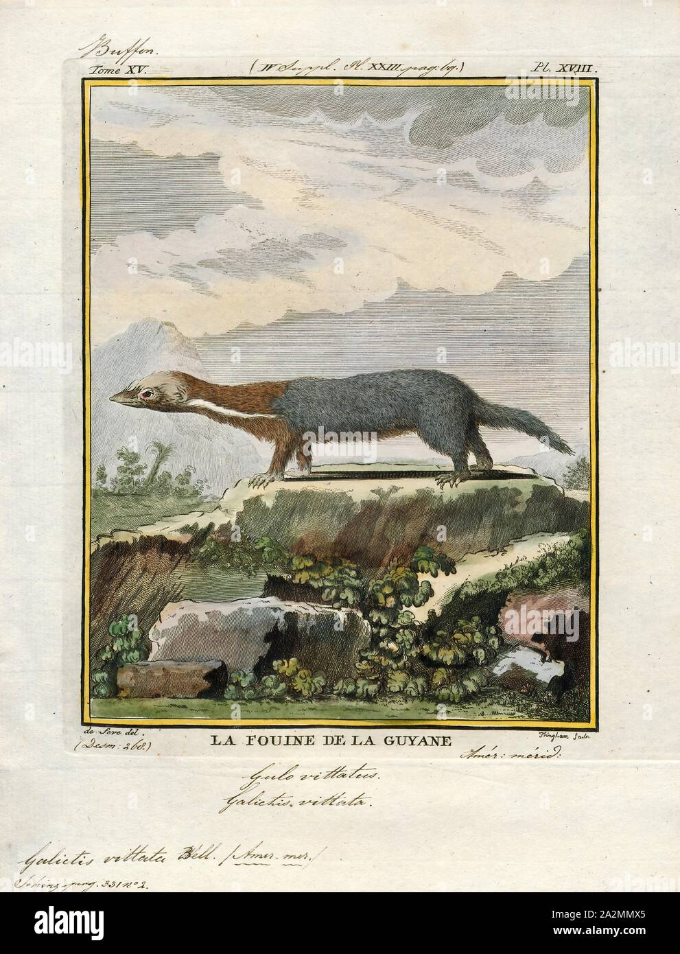 Galictis vittata, Print, The greater grison (Galictis vittata), is a ...