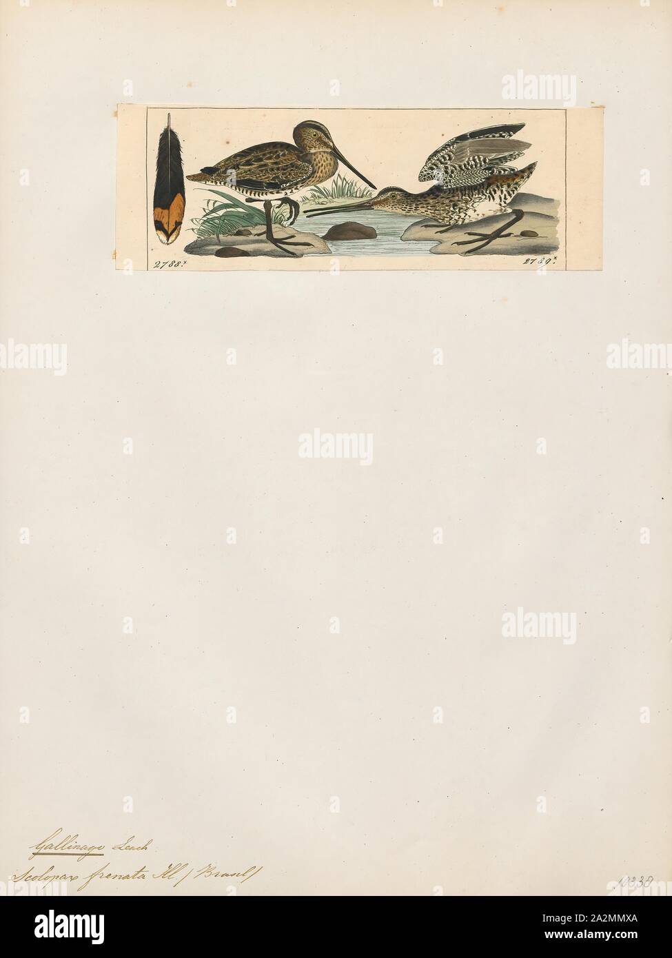 Gallinago frenata, Print, Gallinago is a genus of birds in the wader ...