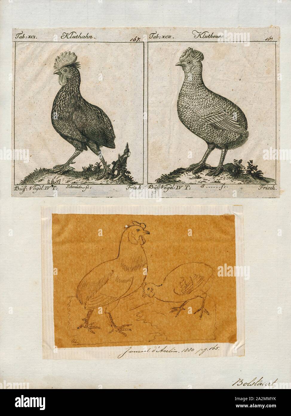 Gallus ferrugineus, Print Stock Photo - Alamy