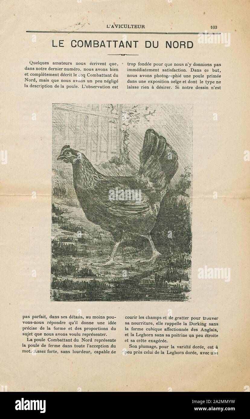 Gallus ferrugineus, Print, 1700-1880 Stock Photo - Alamy