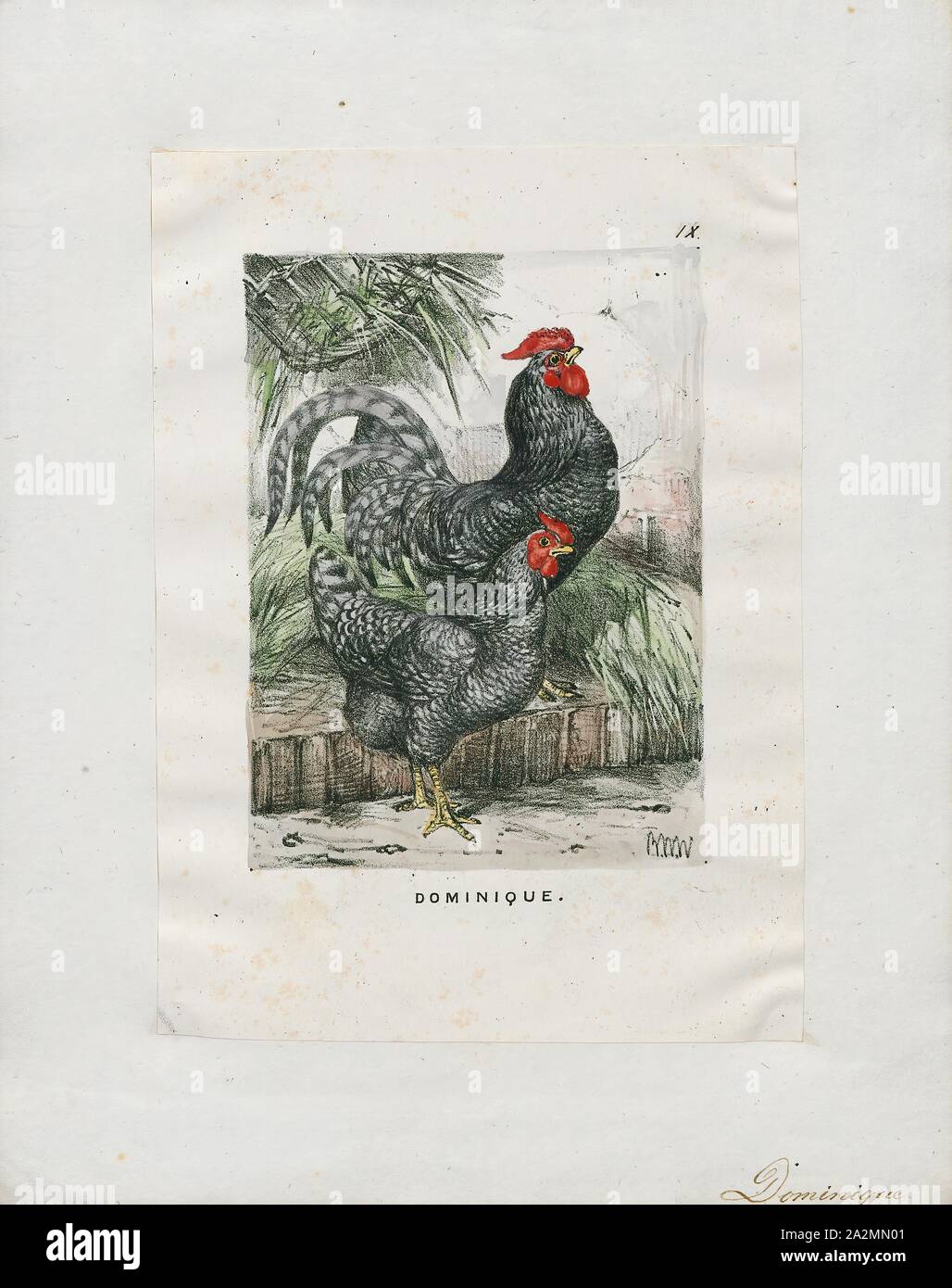 Gallus ferrugineus, Print, 1700-1880 Stock Photo - Alamy