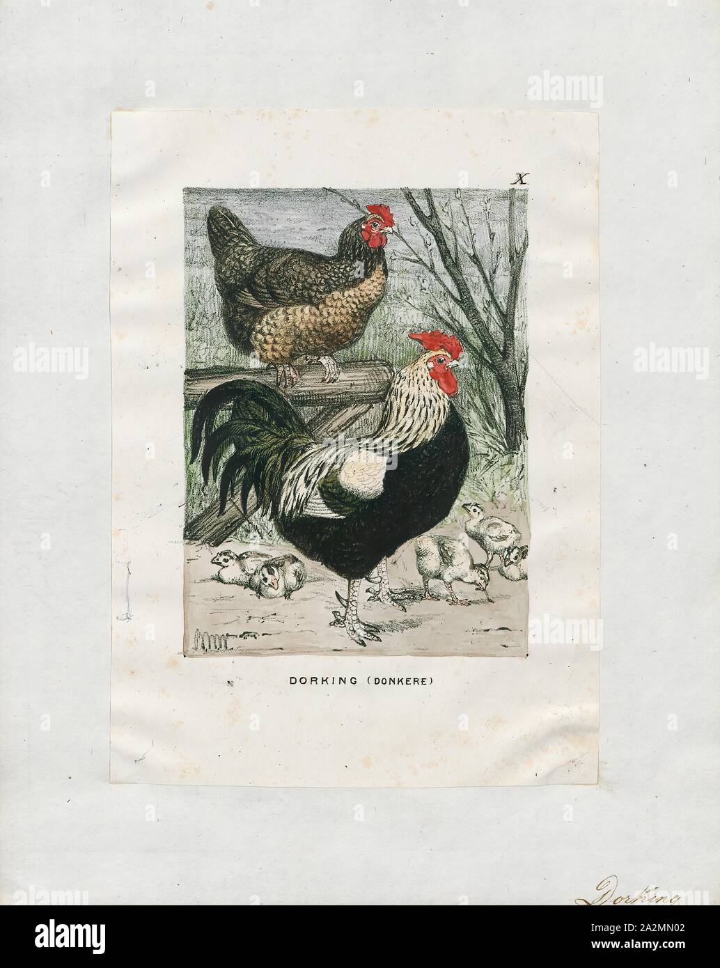 Gallus ferrugineus, Print, 1700-1880 Stock Photo - Alamy