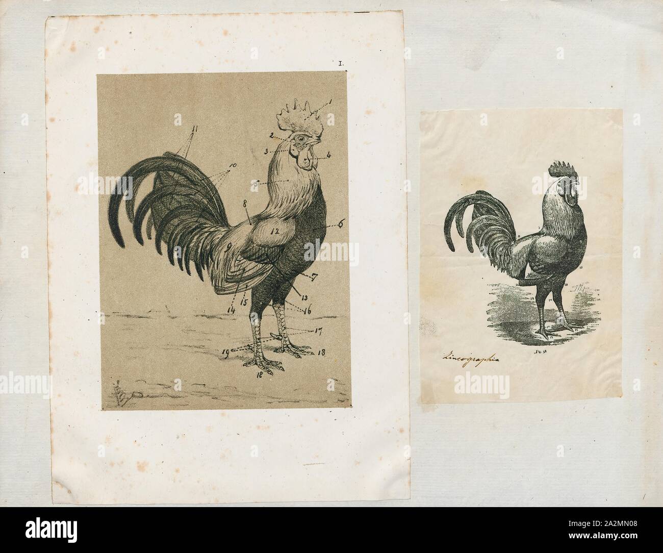 Gallus ferrugineus, Print, 1700-1880 Stock Photo - Alamy