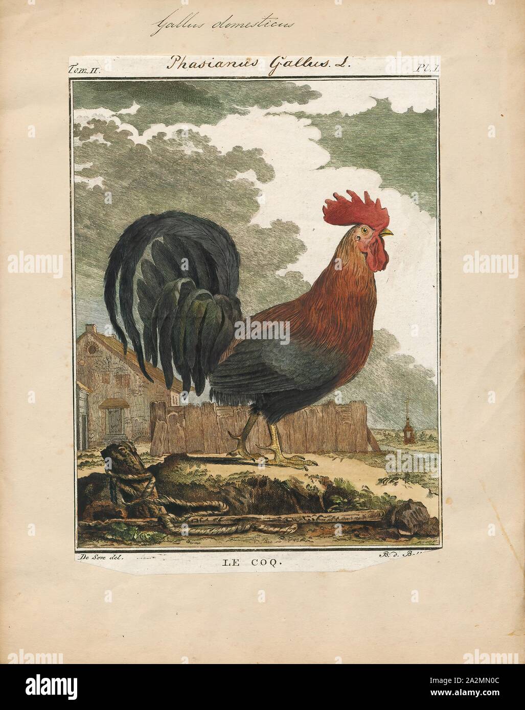 Gallus ferrugineus, Print, 1700-1880 Stock Photo - Alamy