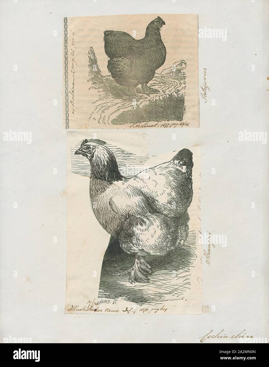 Gallus ferrugineus, Print, 1700-1880 Stock Photo - Alamy