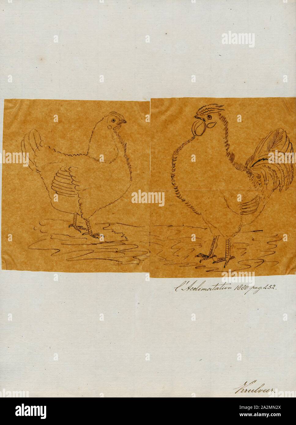 Gallus ferrugineus, Print, 1700-1880 Stock Photo - Alamy