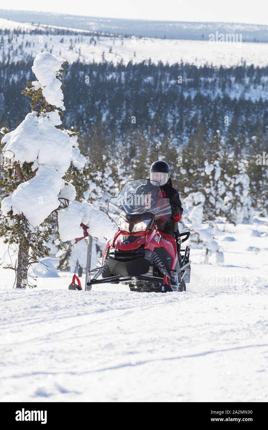 Woman driving snowmobile in the middle of forest of crown snow-load ...