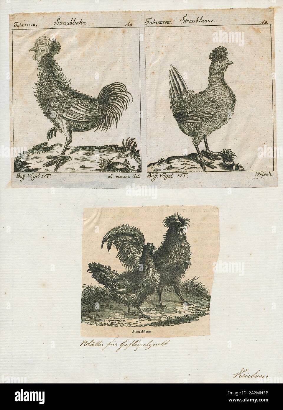 Gallus ferrugineus, Print, 1700-1880 Stock Photo - Alamy