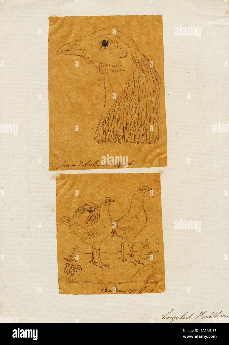 Gallus ferrugineus, Print, 1700-1880 Stock Photo - Alamy