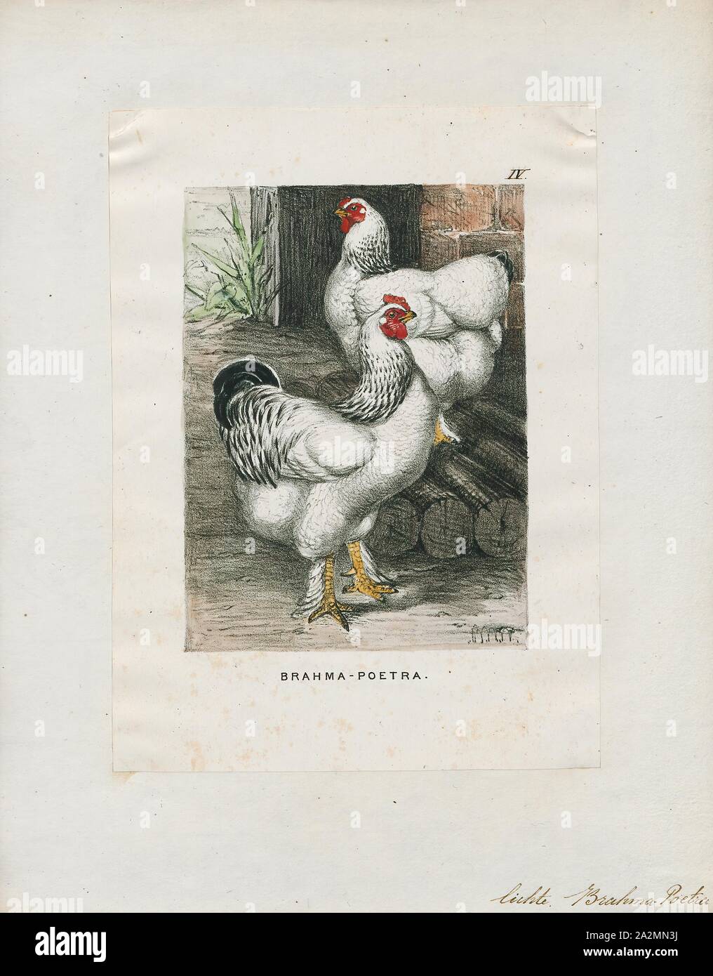 Gallus ferrugineus, Print, 1700-1880 Stock Photo - Alamy