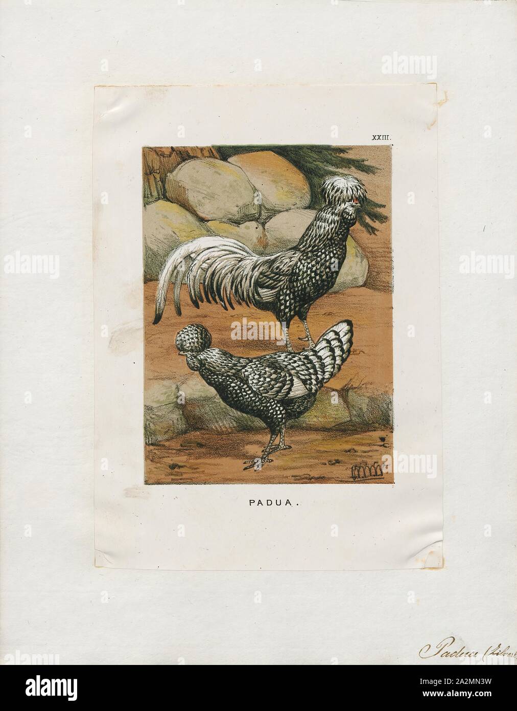 Gallus ferrugineus, Print, 1700-1880 Stock Photo - Alamy