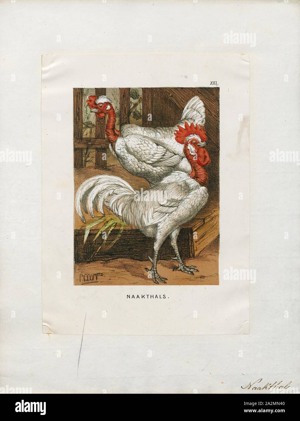 Gallus ferrugineus, Print, 1700-1880 Stock Photo - Alamy