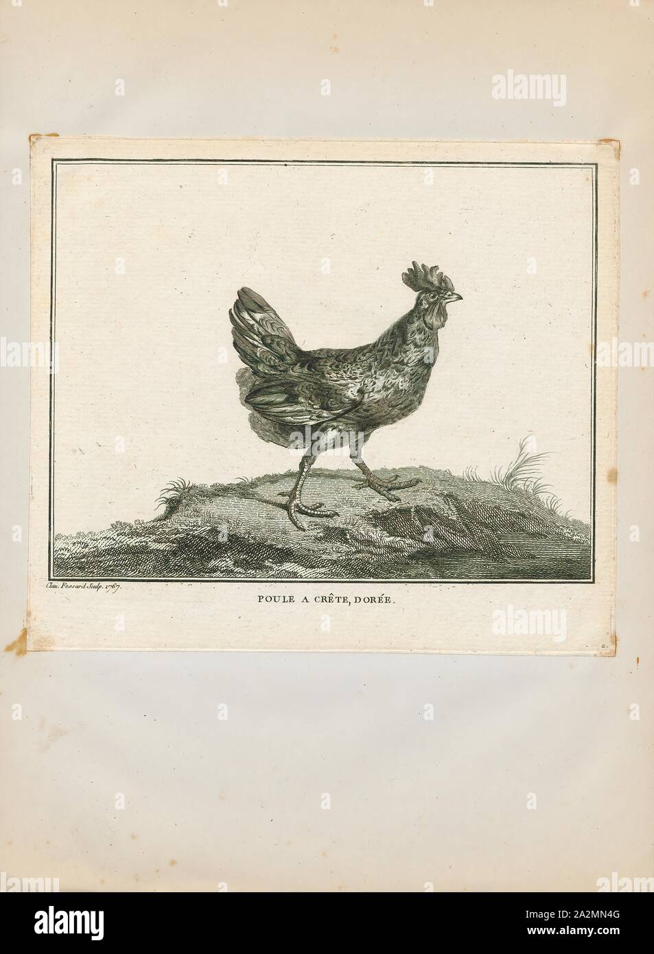 Gallus ferrugineus, Print, 1767 Stock Photo - Alamy