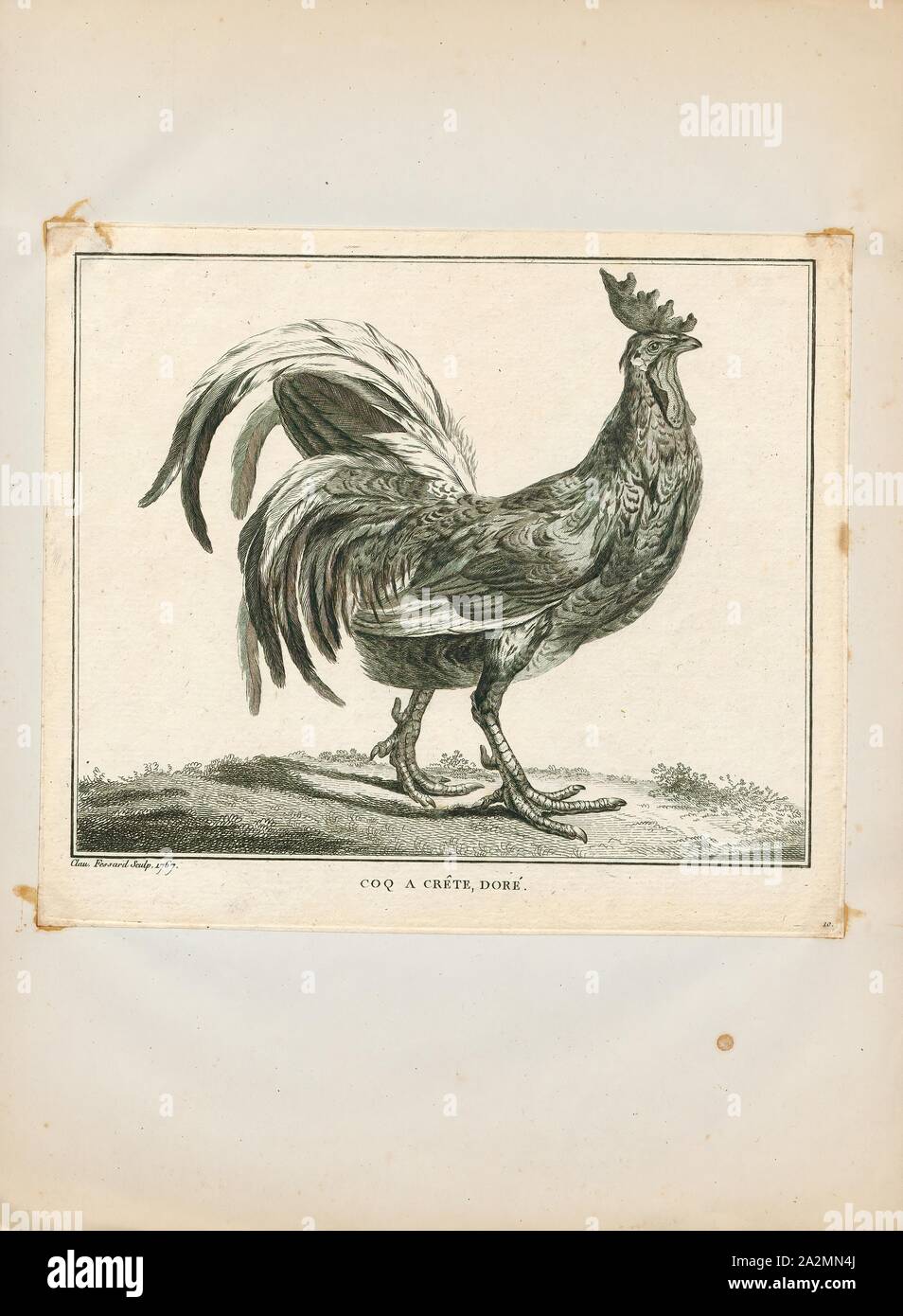 Gallus ferrugineus, Print, 1767 Stock Photo - Alamy