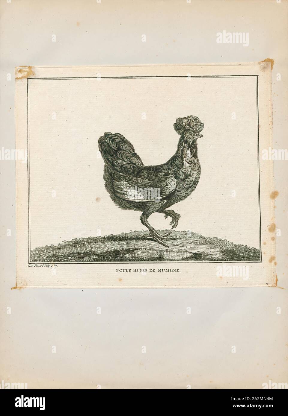 Gallus ferrugineus, Print, 1767 Stock Photo - Alamy