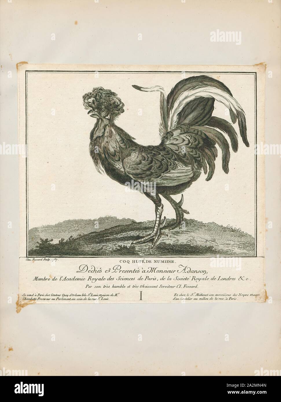 Gallus ferrugineus hi-res stock photography and images - Alamy