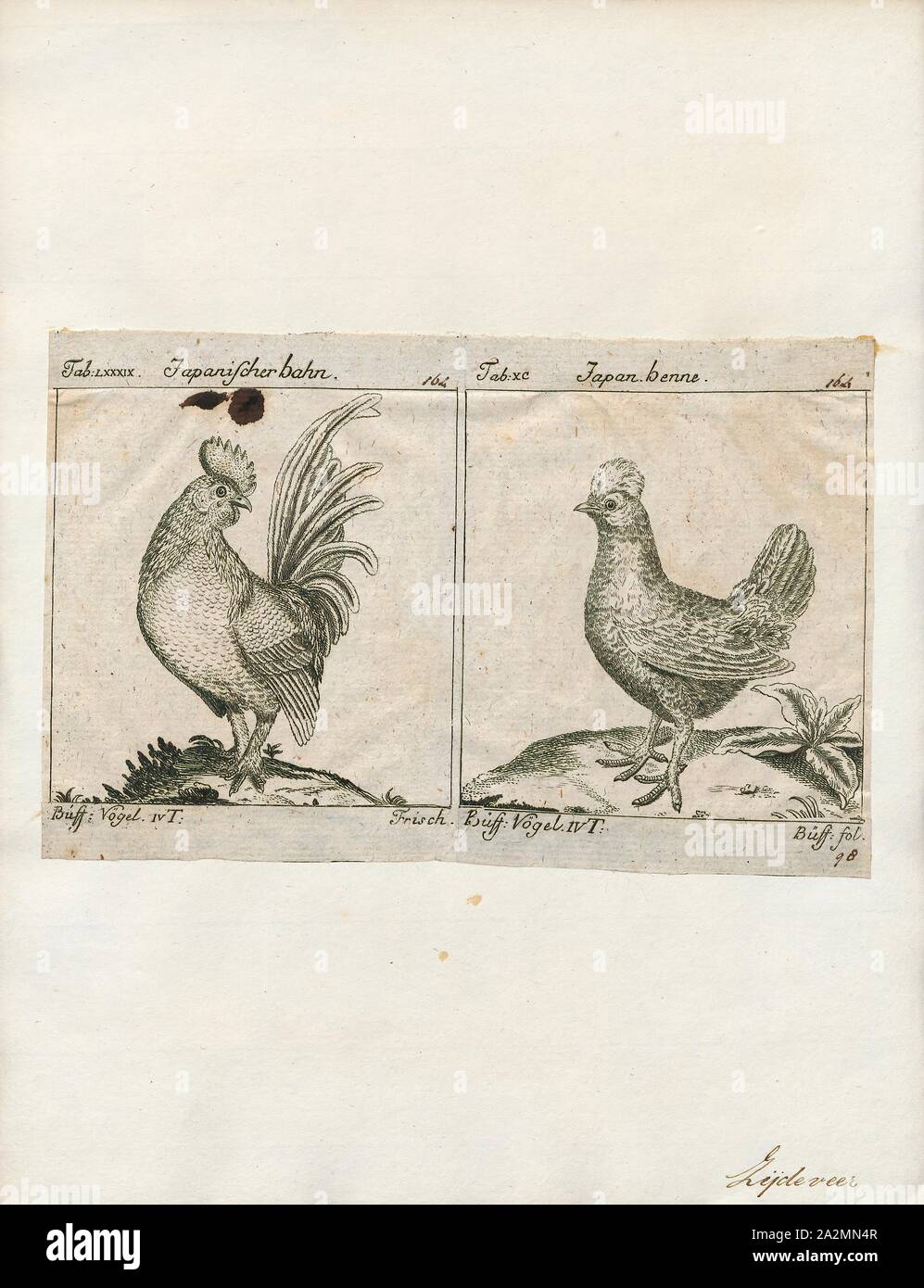 Gallus ferrugineus, Print, 1772-1829 Stock Photo - Alamy