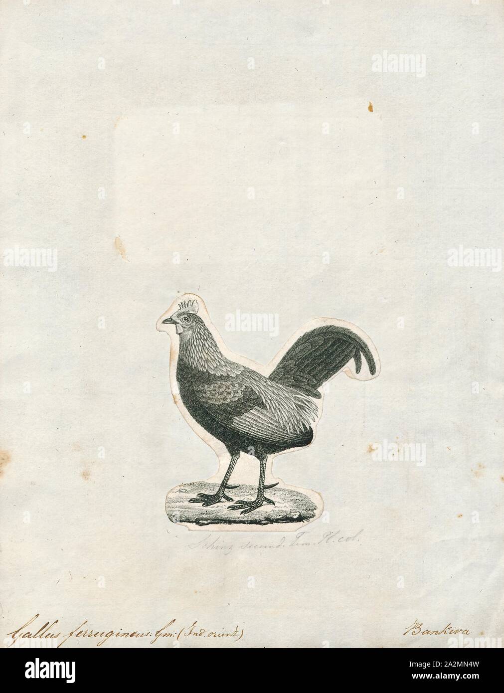Gallus ferrugineus, Print, 1809-1845 Stock Photo - Alamy