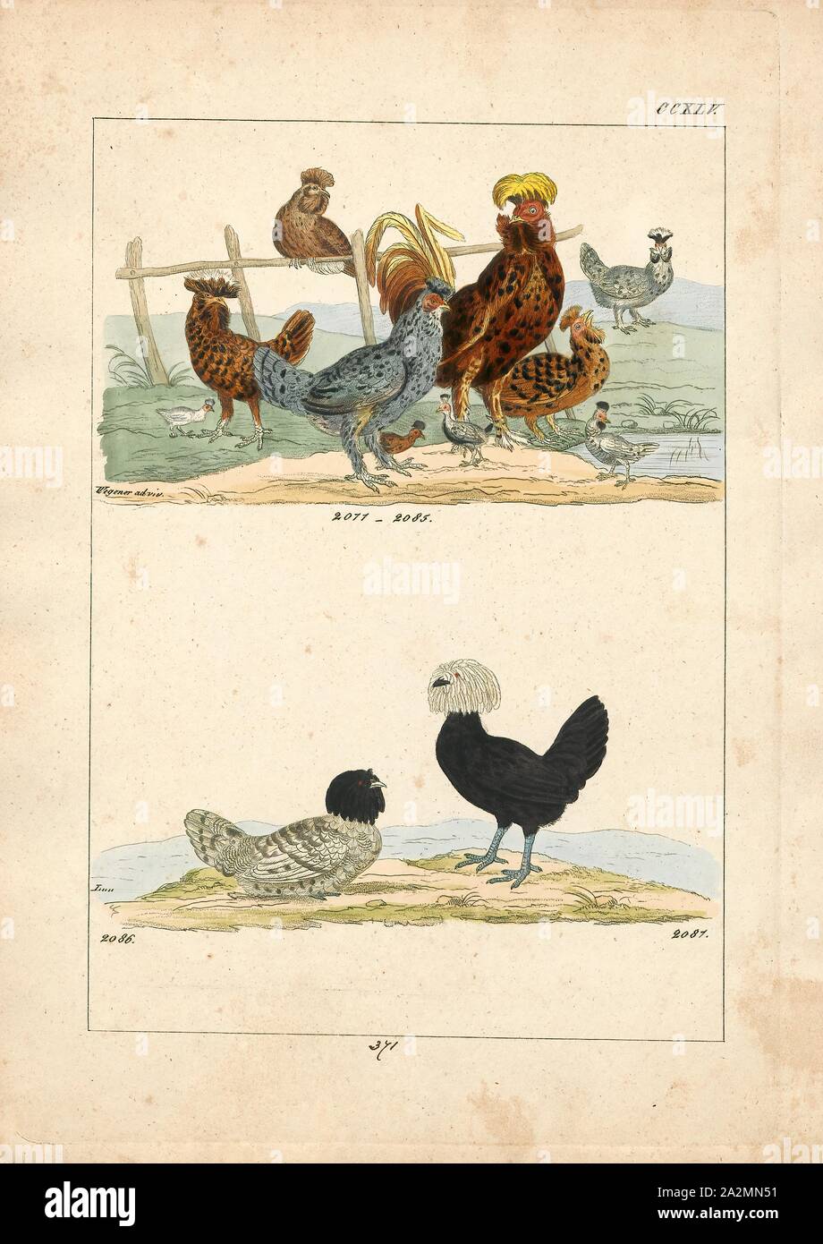 Gallus ferrugineus, Print, 1820-1863 Stock Photo - Alamy