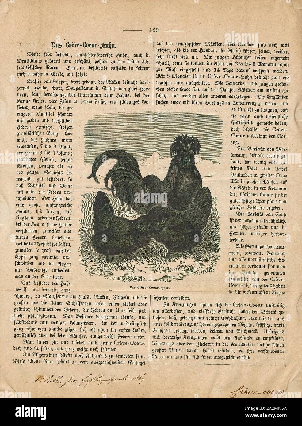 Gallus ferrugineus, Print, 1869 Stock Photo - Alamy