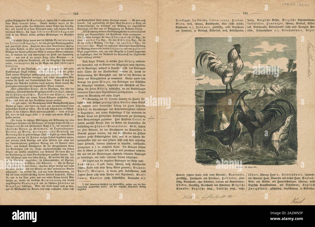 Gallus ferrugineus, Print, 1871 Stock Photo - Alamy