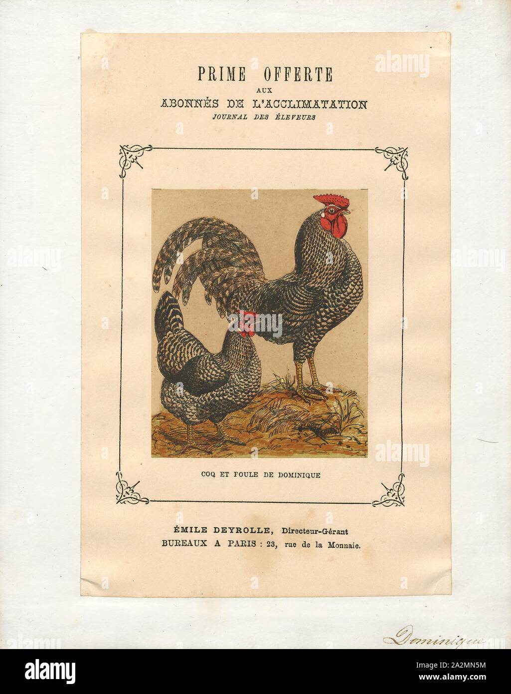 Gallus ferrugineus, Print, 1874 Stock Photo - Alamy