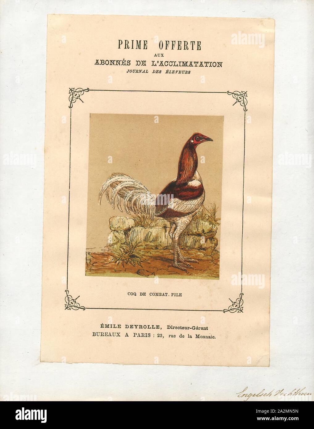 Gallus ferrugineus, Print, 1874 Stock Photo - Alamy