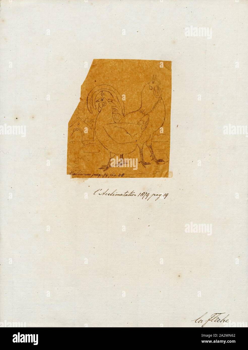 Gallus ferrugineus, Print, 1879 Stock Photo - Alamy