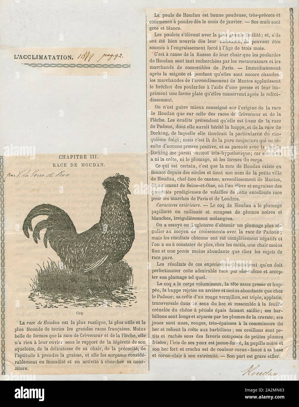 Gallus ferrugineus, Print, 1879 Stock Photo - Alamy