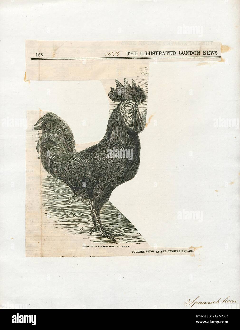 Gallus ferrugineus, Print, 1880 Stock Photo - Alamy