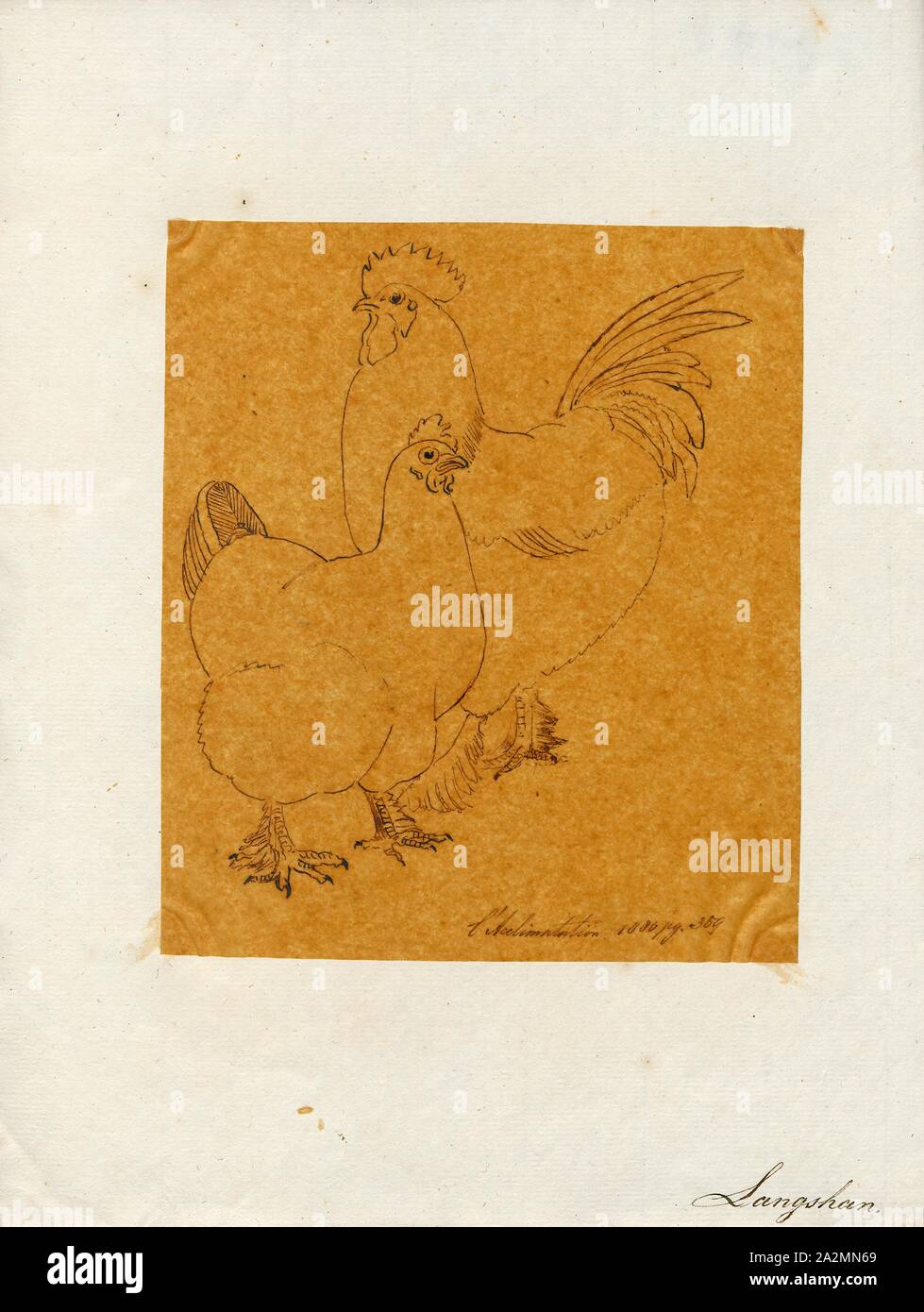 Gallus ferrugineus, Print, 1880 Stock Photo - Alamy