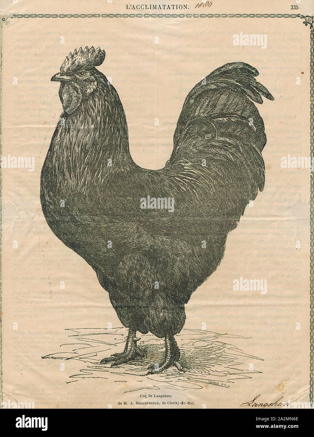 Gallus ferrugineus, Print, 1880 Stock Photo - Alamy