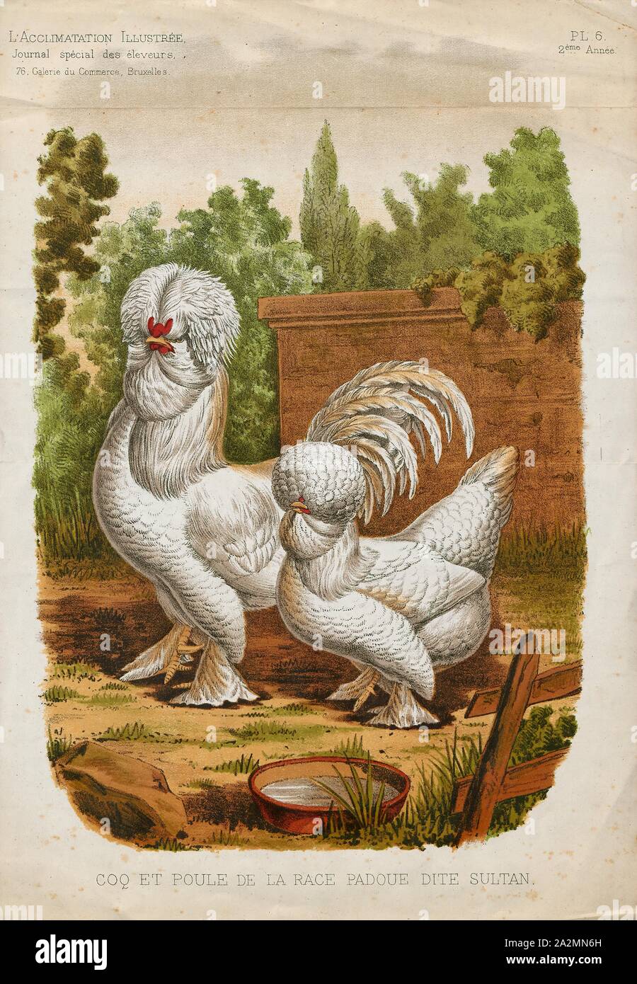 Gallus ferrugineus, Print, 1881-1889 Stock Photo - Alamy