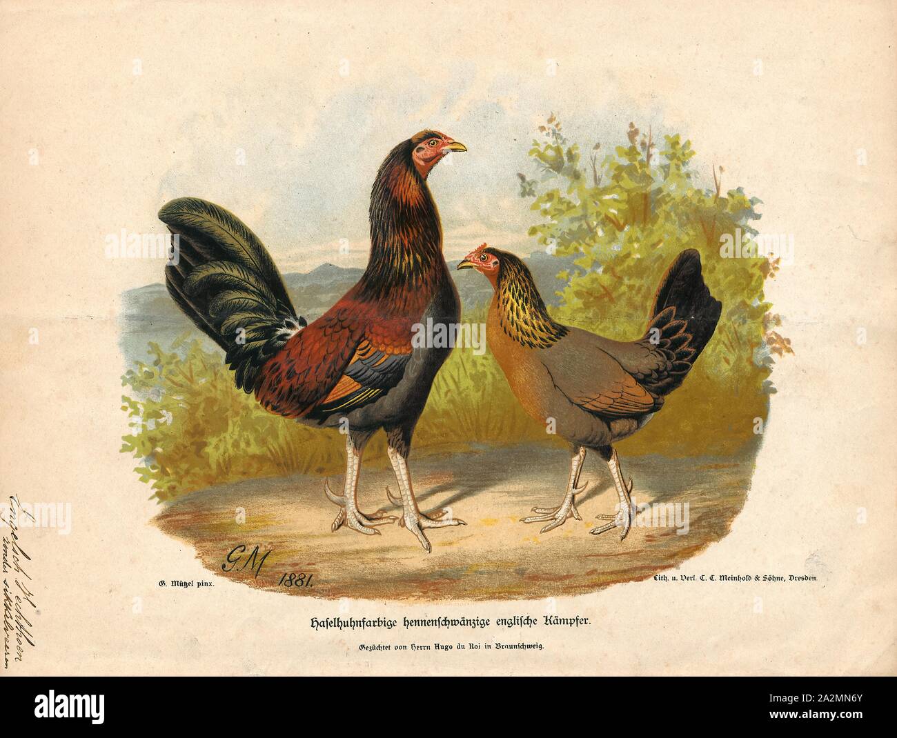 Gallus ferrugineus, Print, 1881 Stock Photo - Alamy