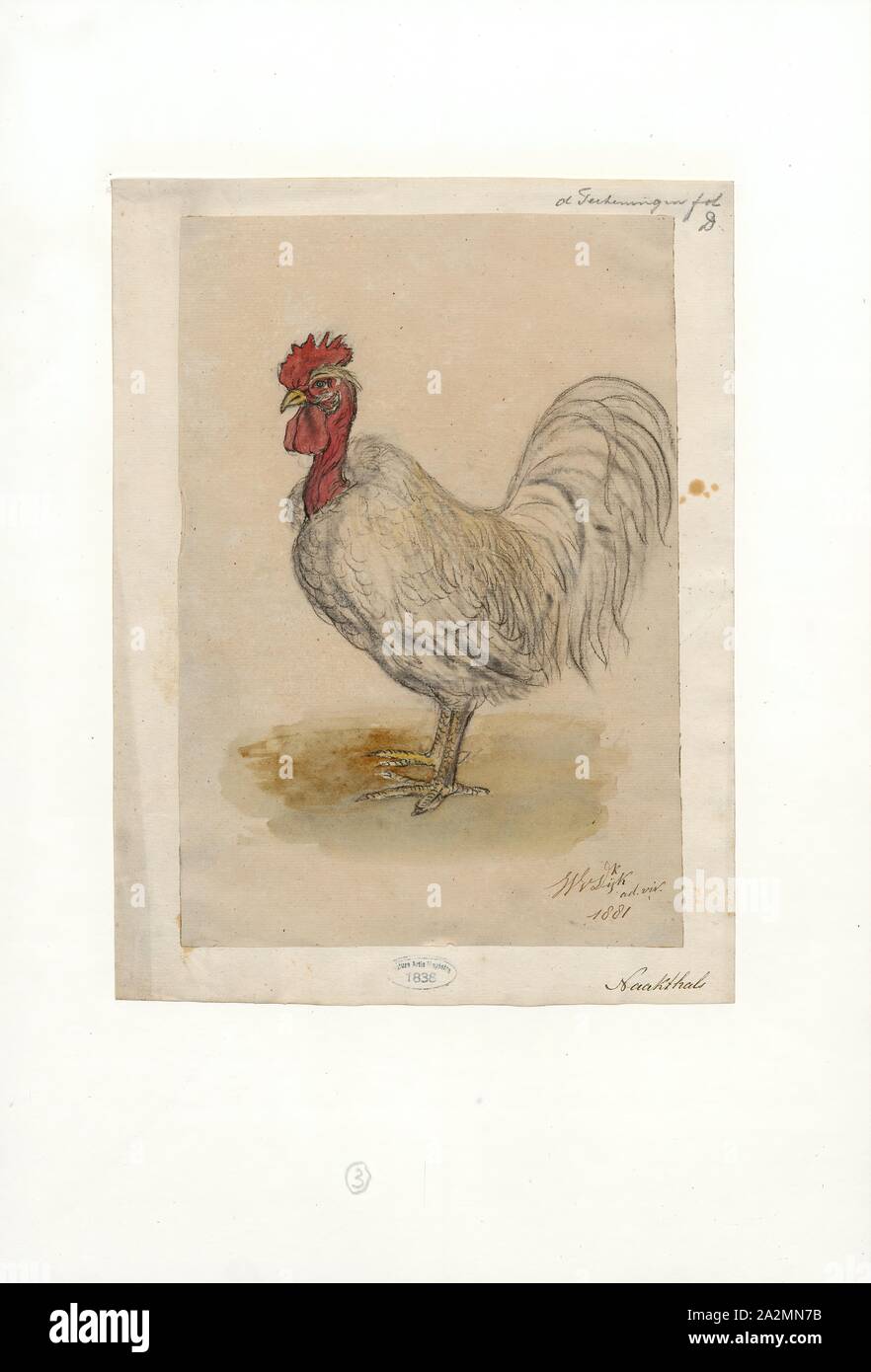 Gallus gallus domesticus, Print, The chicken (Gallus gallus domesticus ...