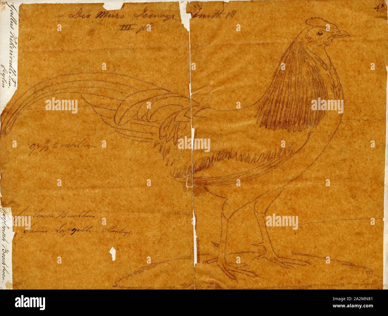 Gallus stanleyi, Print, 1849 Stock Photo - Alamy