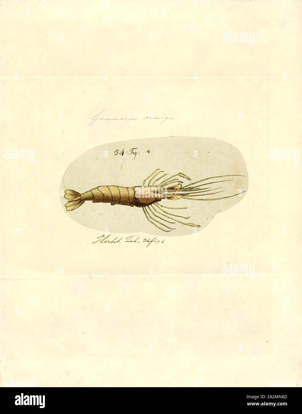 Gammarus pulex hi-res stock photography and images - Alamy