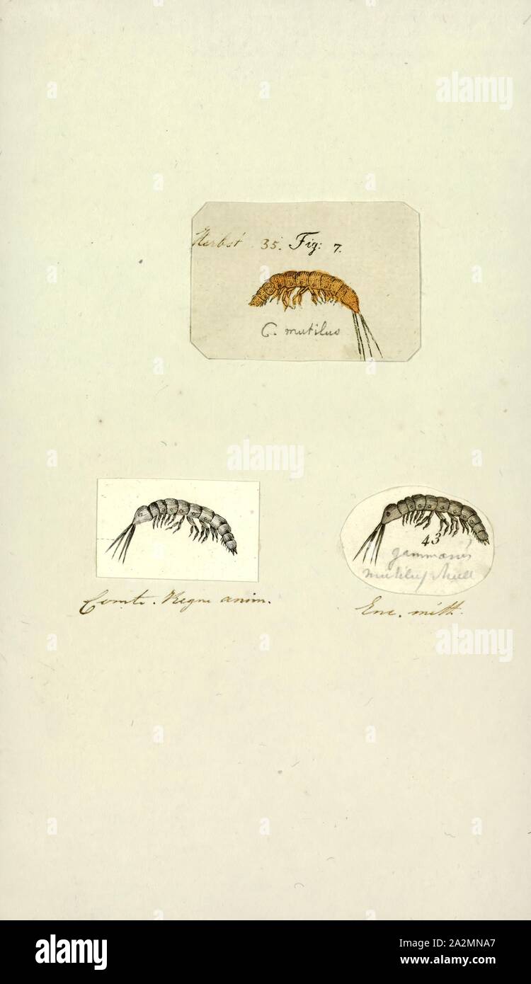 Gammarus mutilus, Print, Gammarus is an amphipod crustacean genus in ...