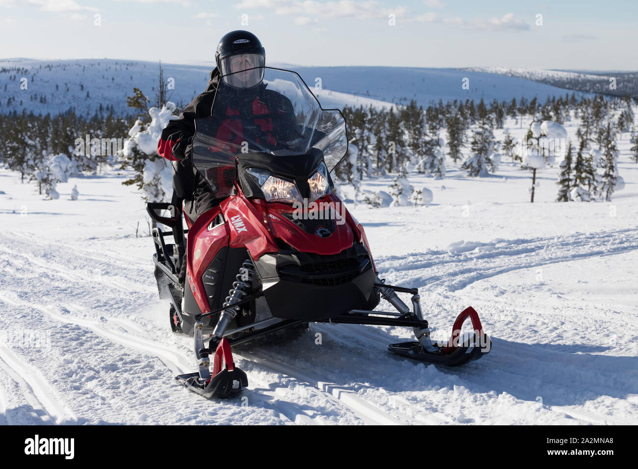 Woman driving snowmobile in the middle of forest of crown snow-load ...