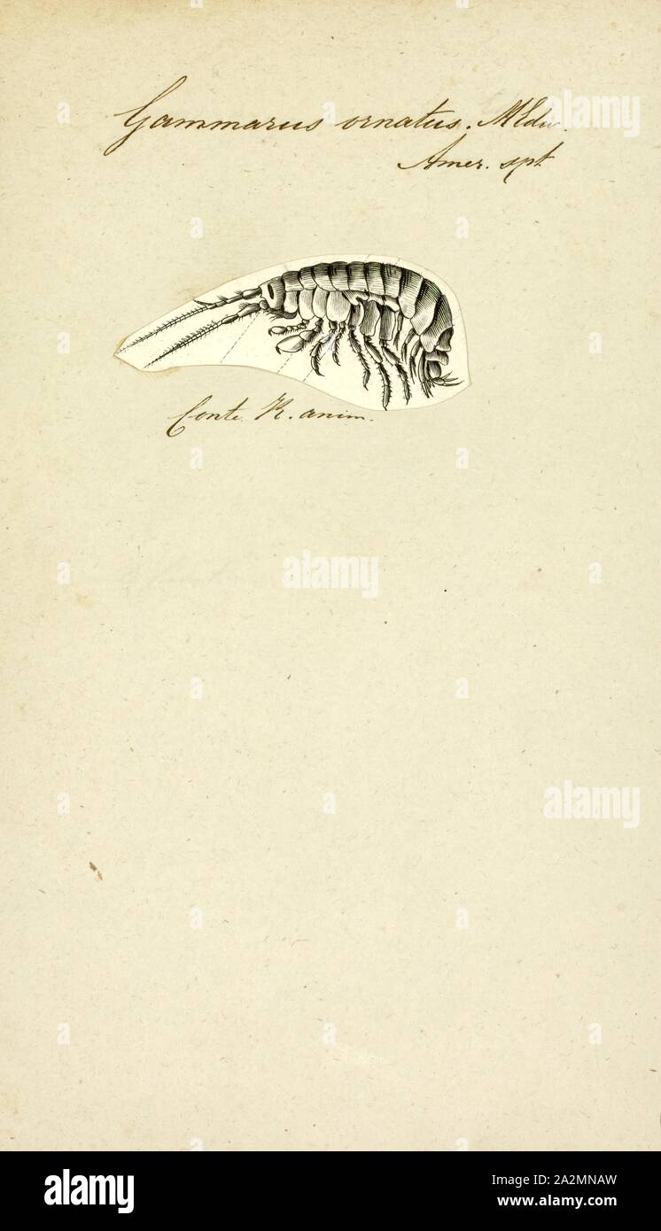 Gammarus ornatus, Print, Gammarus is an amphipod crustacean genus in ...